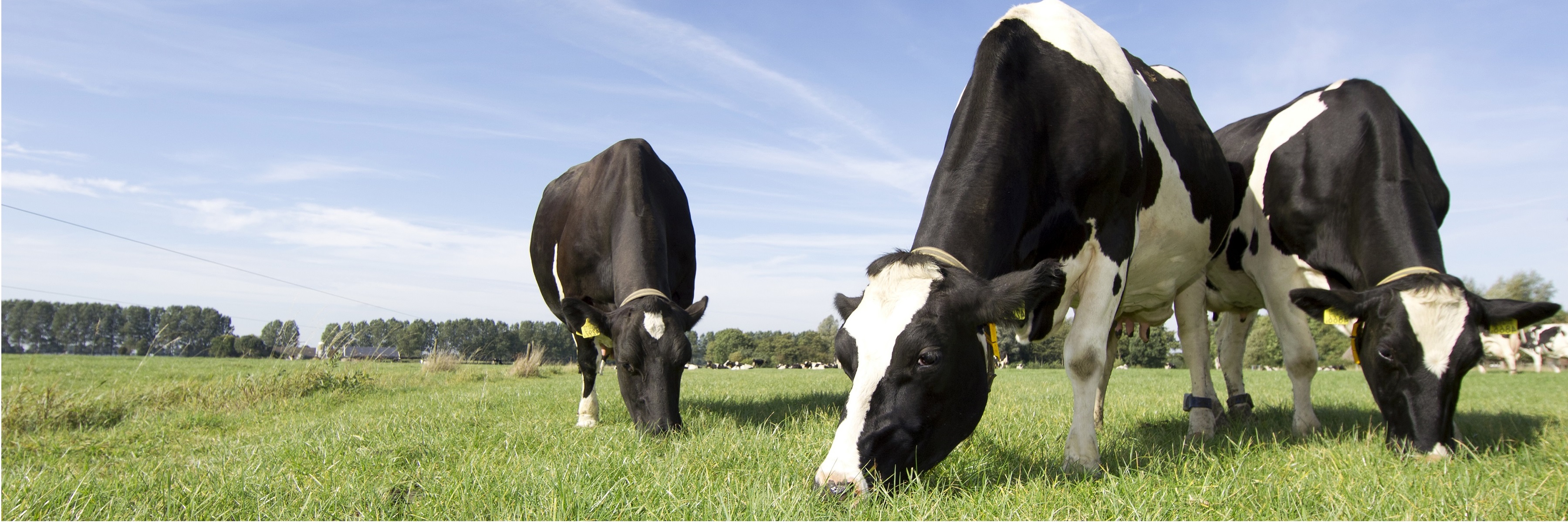 Ruminants